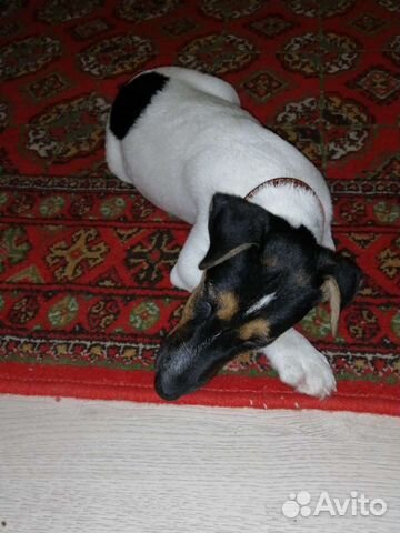 Фокстерьер гладкошерстный