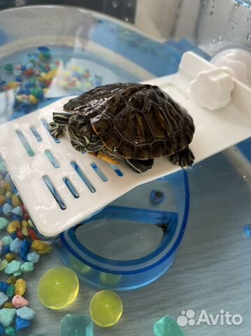 Черепаха красноухая с аквариумом
