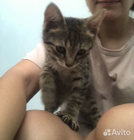 Котенок бесплатно