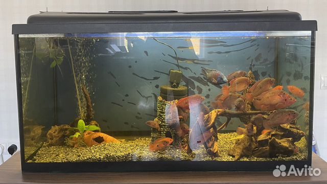 Аквариумные рыбки и растения