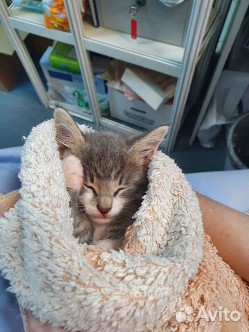 Отдам спасенного котенка в добрые руки