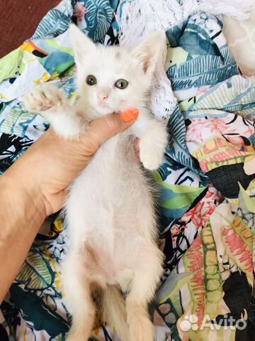 Котенок девочка