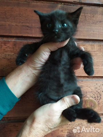 Котёнок, 1,5 мес, мальчик, в добрые руки