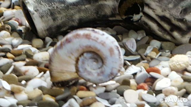 Улитки Мориза