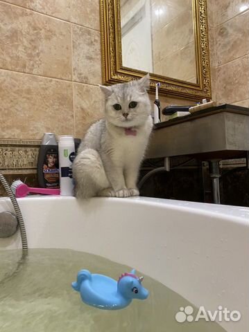Кошечка