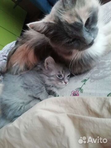 Кошка в дар