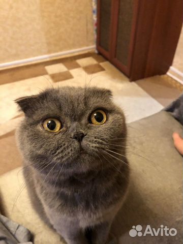 Шотландская