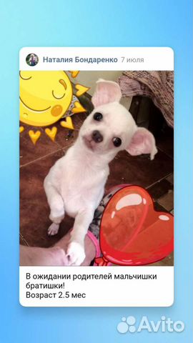 Чихуахуа мальчишечка