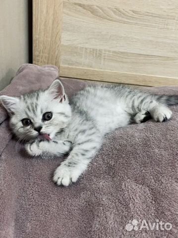 Котенок шотландский прямоухий