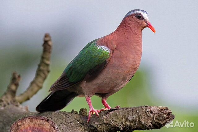 Продам изумрудную и бриллиантовую горлицу