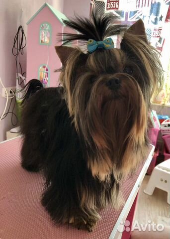 Йоркширский терьер мини вязка