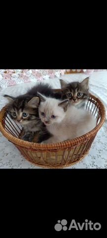 Прелестные котятки детки