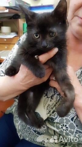 Котенок особенный и очень одинокий