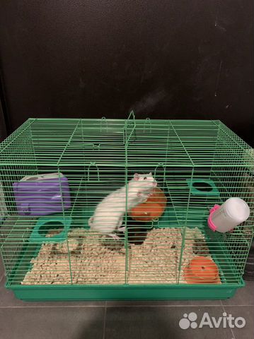 Крыса с клеткой