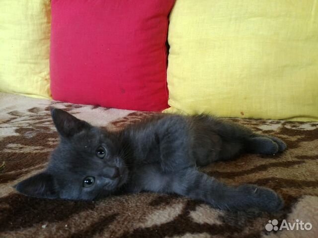 Котята русская голубая