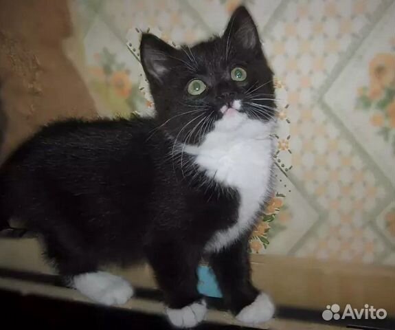 Веселый черно-белый котёнок Тимоша