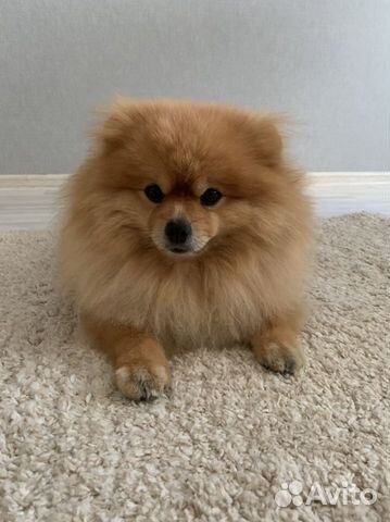 Малый немецкий шпиц вязка