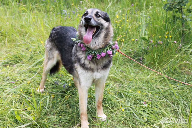 Красивый парень ищет дом