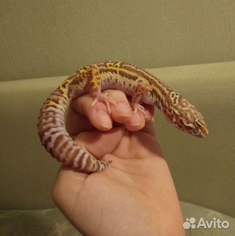 Эублефар make snow radar самка