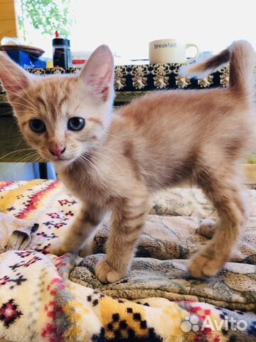 Рыжий котик ищет дом