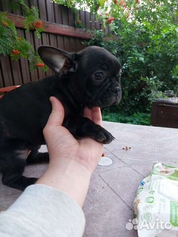 Французский бульдог