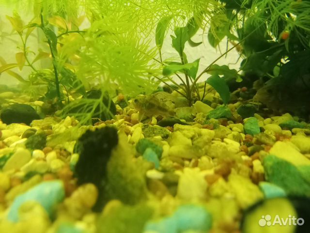 Сомики крапчатые