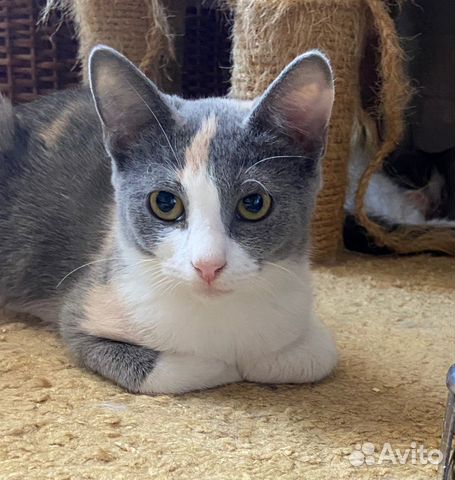 Нежная скромница Дымка 4,5 месца