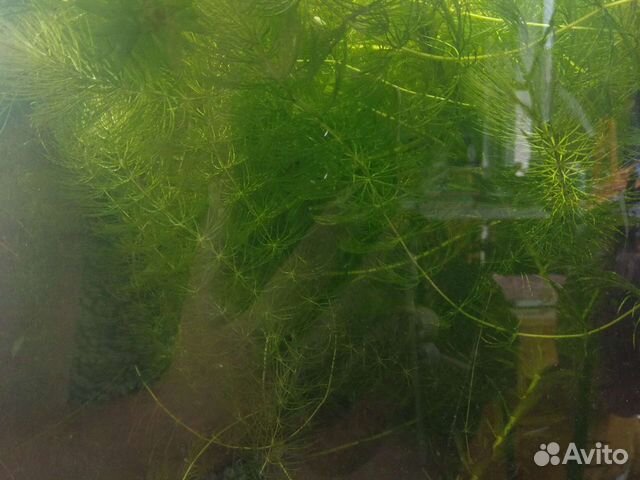 Прополка аквариумная