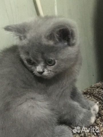Шотландские мраморные котята