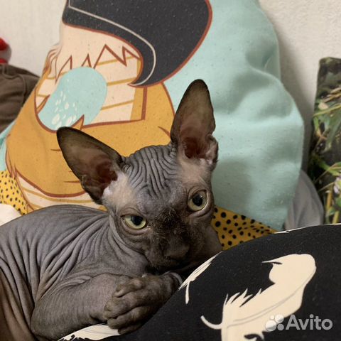 Канадский сфинкс 9 месяцев