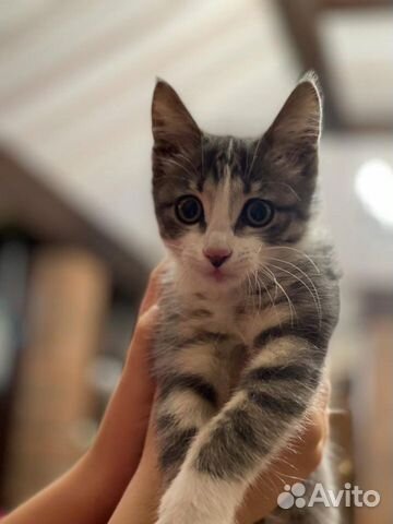 Котёночек 2 - 3 месяца
