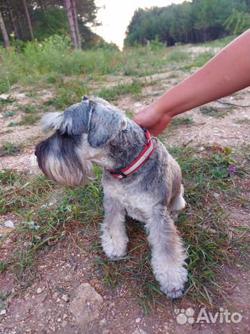 Цвергшнауцер вязка мальчик