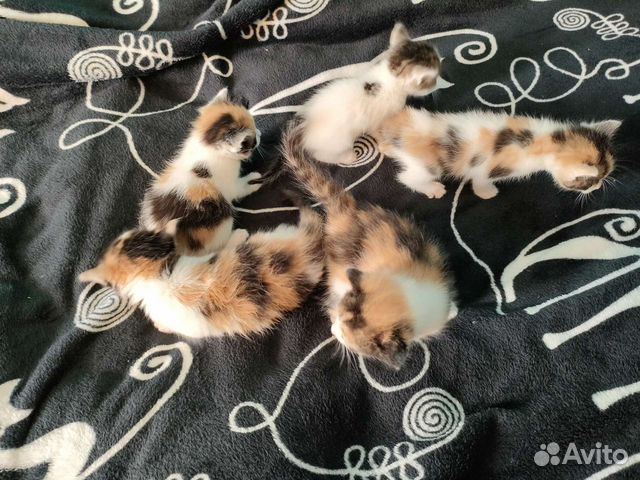 Котята