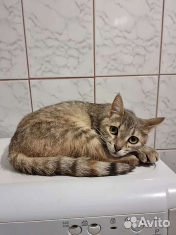 Кошка ищет дом