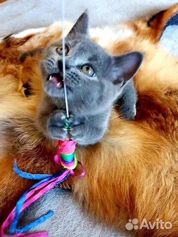 Шотландский котенок скоттиш страйт