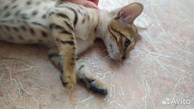Бенгальские котята