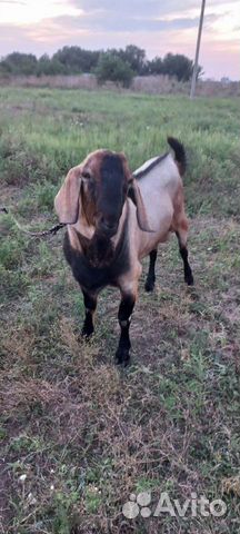 Продам козла нубийской породы