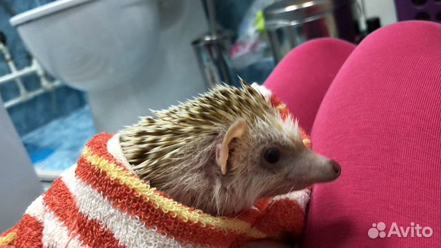 Декоративные ежи