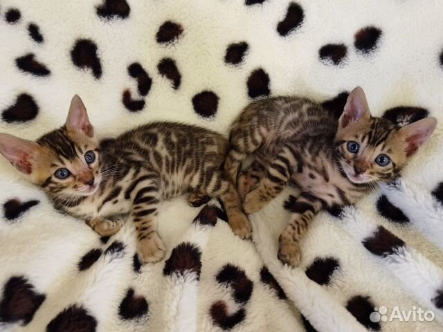 Бенгальские дружочки