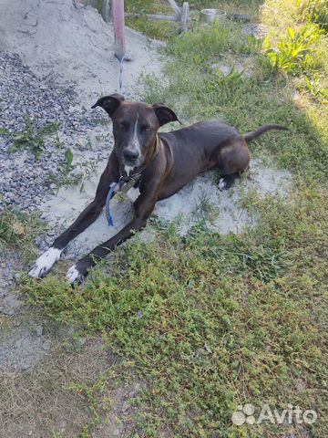 Отдам бесплатно