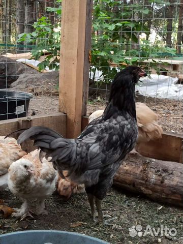 Петушок Амераукана