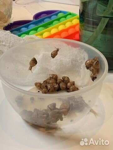 Улитки ахатины бесплатно, малыши