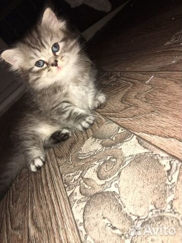 Шотландские прямоухие котята