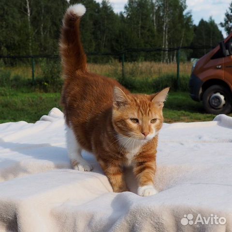 Чудесный котенок ищет дом, в добрые руки