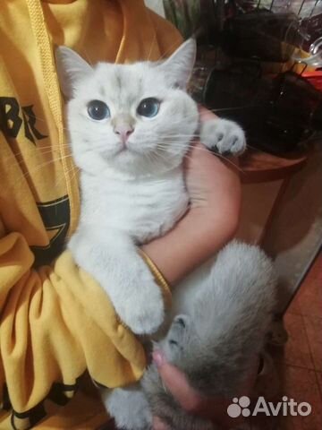 Британская шиншилла