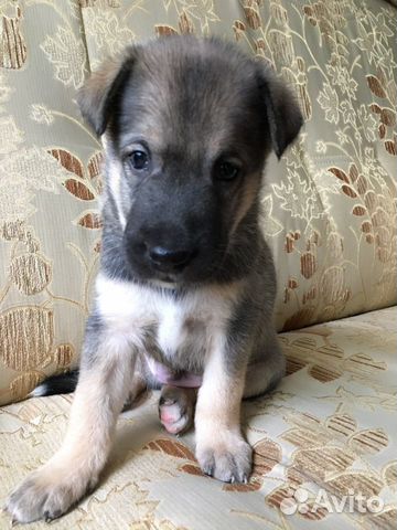 Щенки Лайка/Хаски