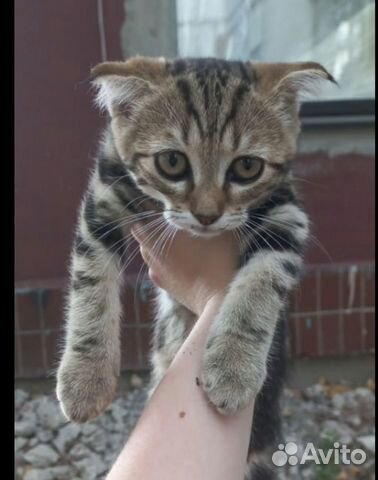 Котенок