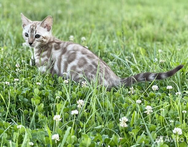 Бенгальские снежные котята
