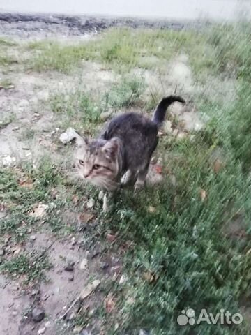 Бесплатно очаровательные котята