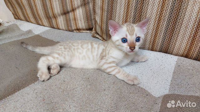 Бенгальские котик и кошечка ищут своих хозяев. Окр